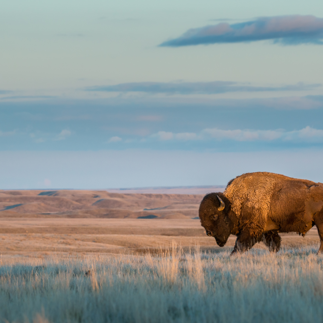Buffalo Pound Eco Lodge